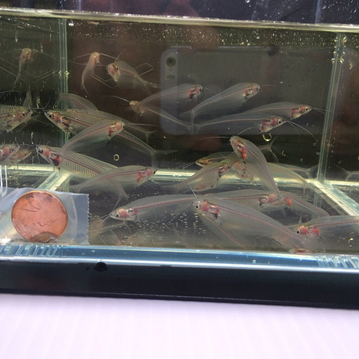 Glass Catfish - Crystal Clear Aquatic Wonder – Aqua Huna