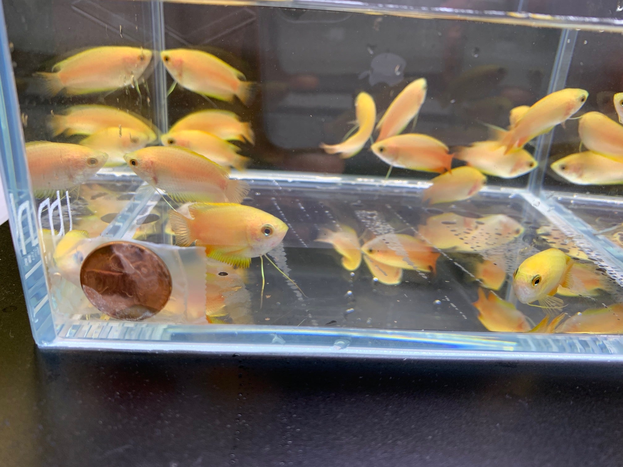 Honey gourami store