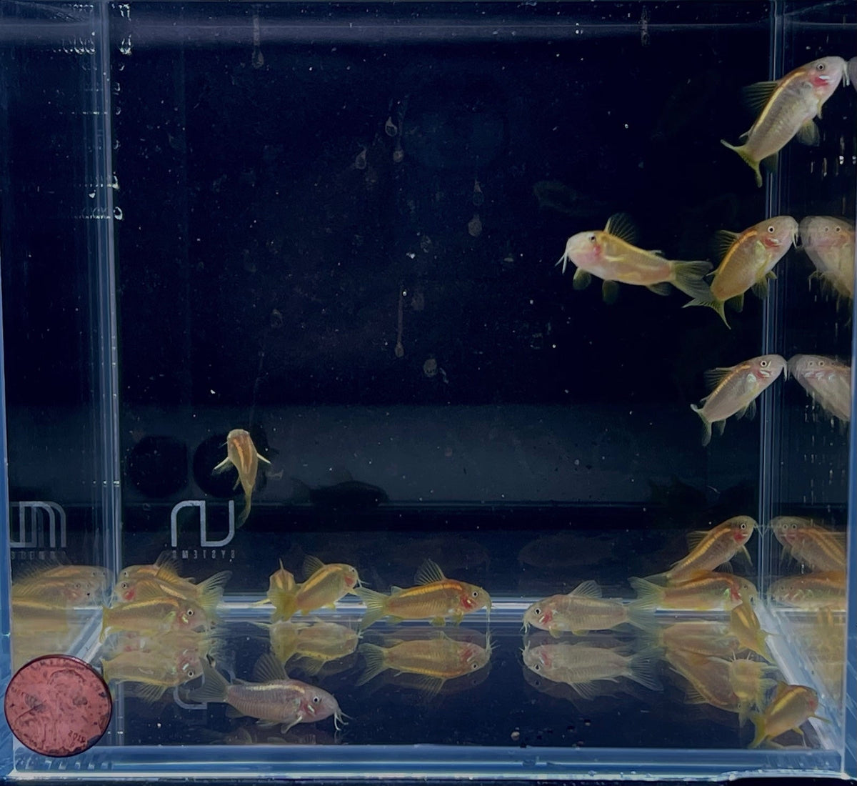 Gold Laser Corydora - Unique Aquarium Freshwater Fish – Aqua Huna