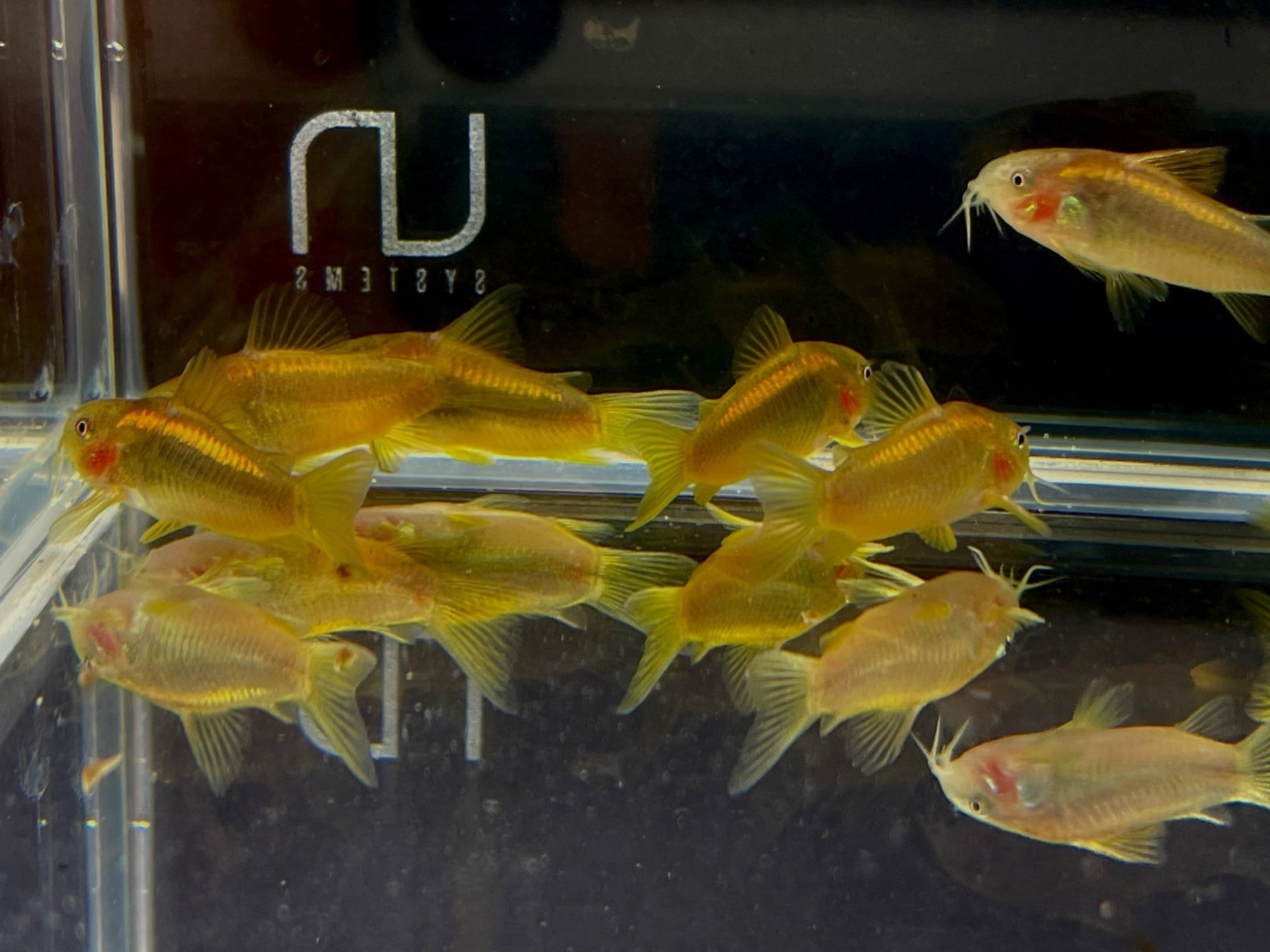 Gold Laser Corydora - Unique Aquarium Freshwater Fish