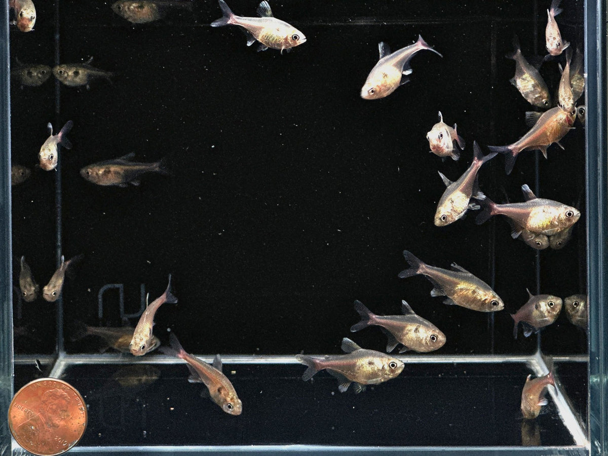 Gold Phantom Tetra - Glowing Aquatic Elegance – Aqua Huna