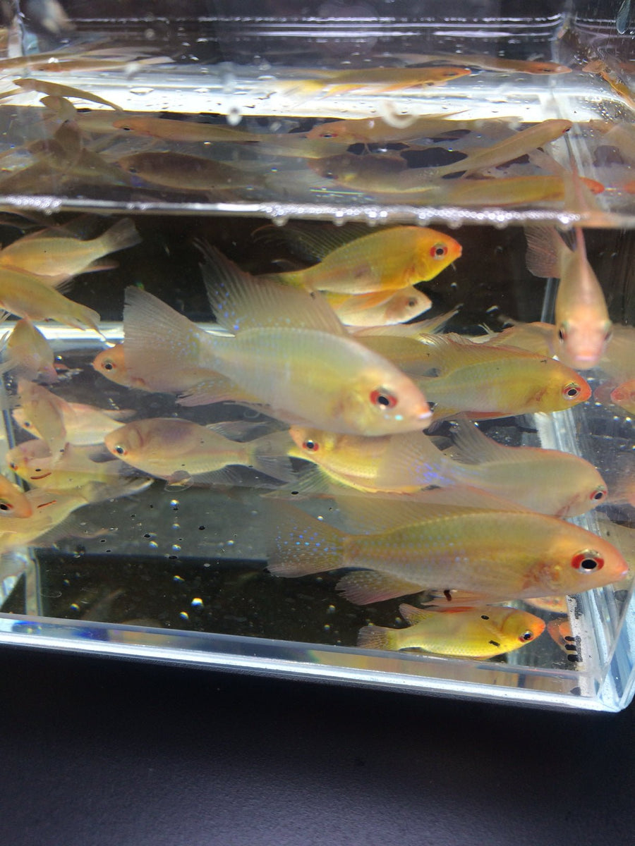 Gold Ram - Bright Freshwater Cichlid for Your Tank – Aqua Huna