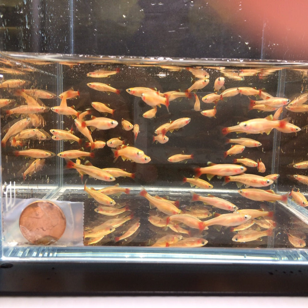 Danio/White Cloud | Hardy Freshwater Aquarium Fish