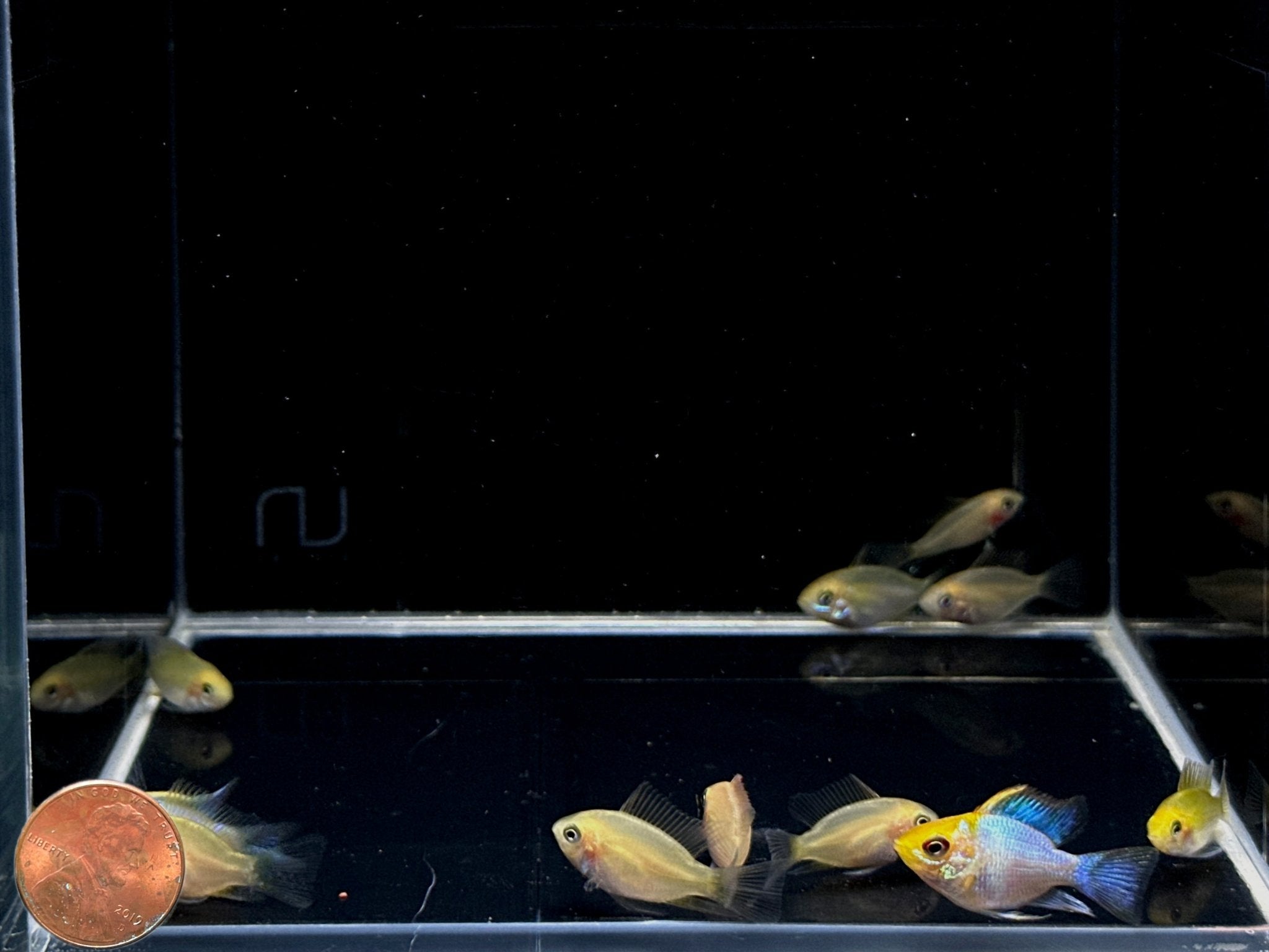 Golden Electric Balloon Ram - Sparkling Beauty for Your Tank