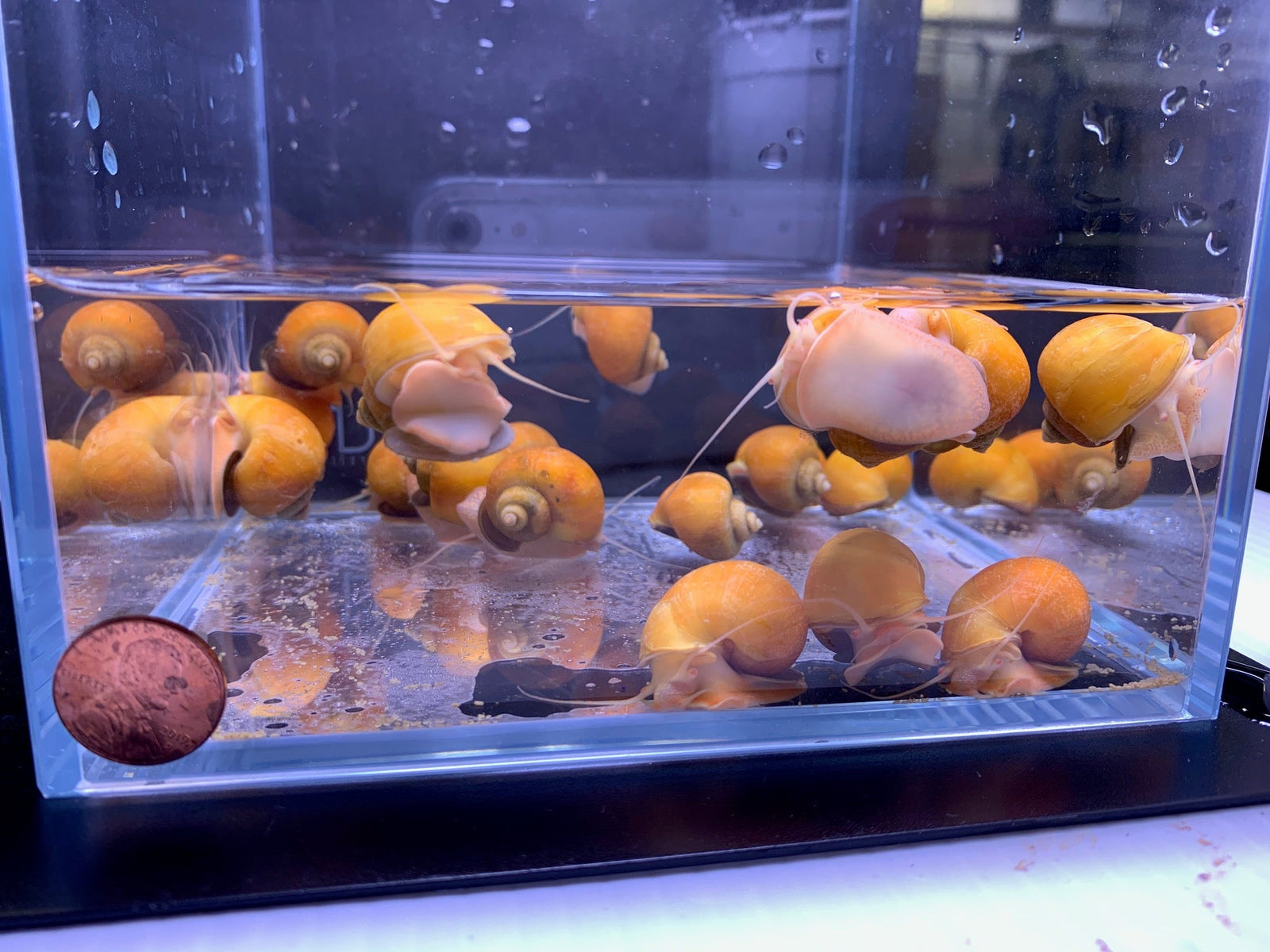 Snail | Essential Freshwater Aquarium Cleaner