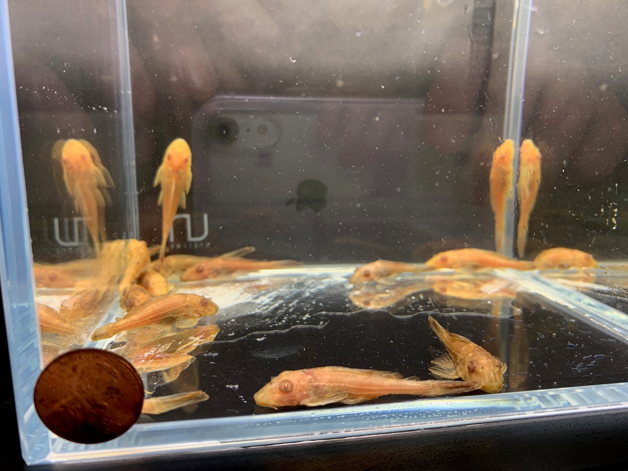 Plecos & L Numbers | Hardy Algae Eaters – Page 2