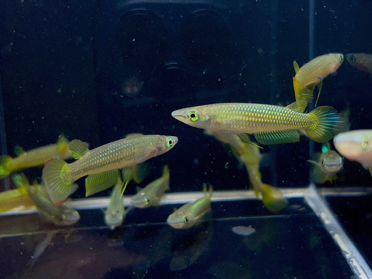 Golden Wonder Killi - Exotic Tropical Freshwater Fish – Aqua Huna
