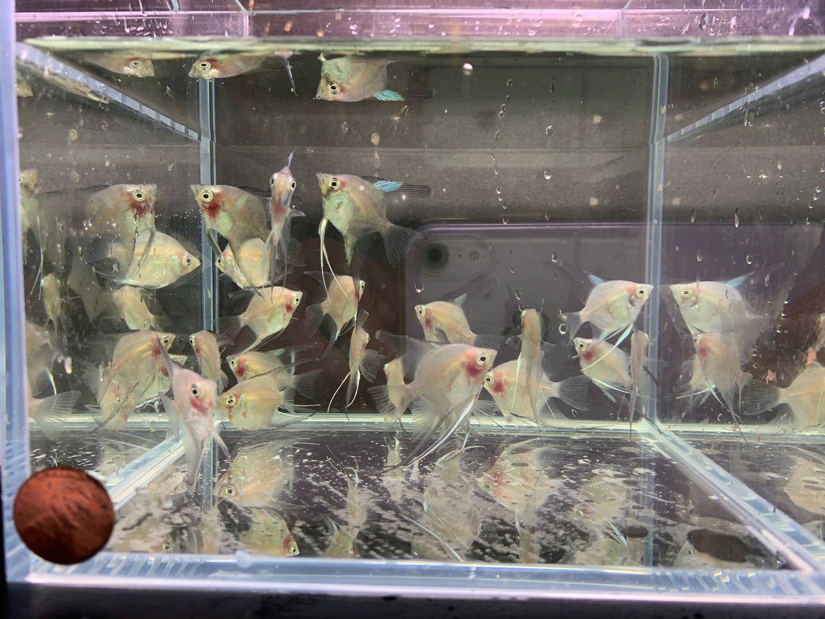 Green Giant Angelfish (SizeM) - Premium Freshwater Beauty – Aqua Huna