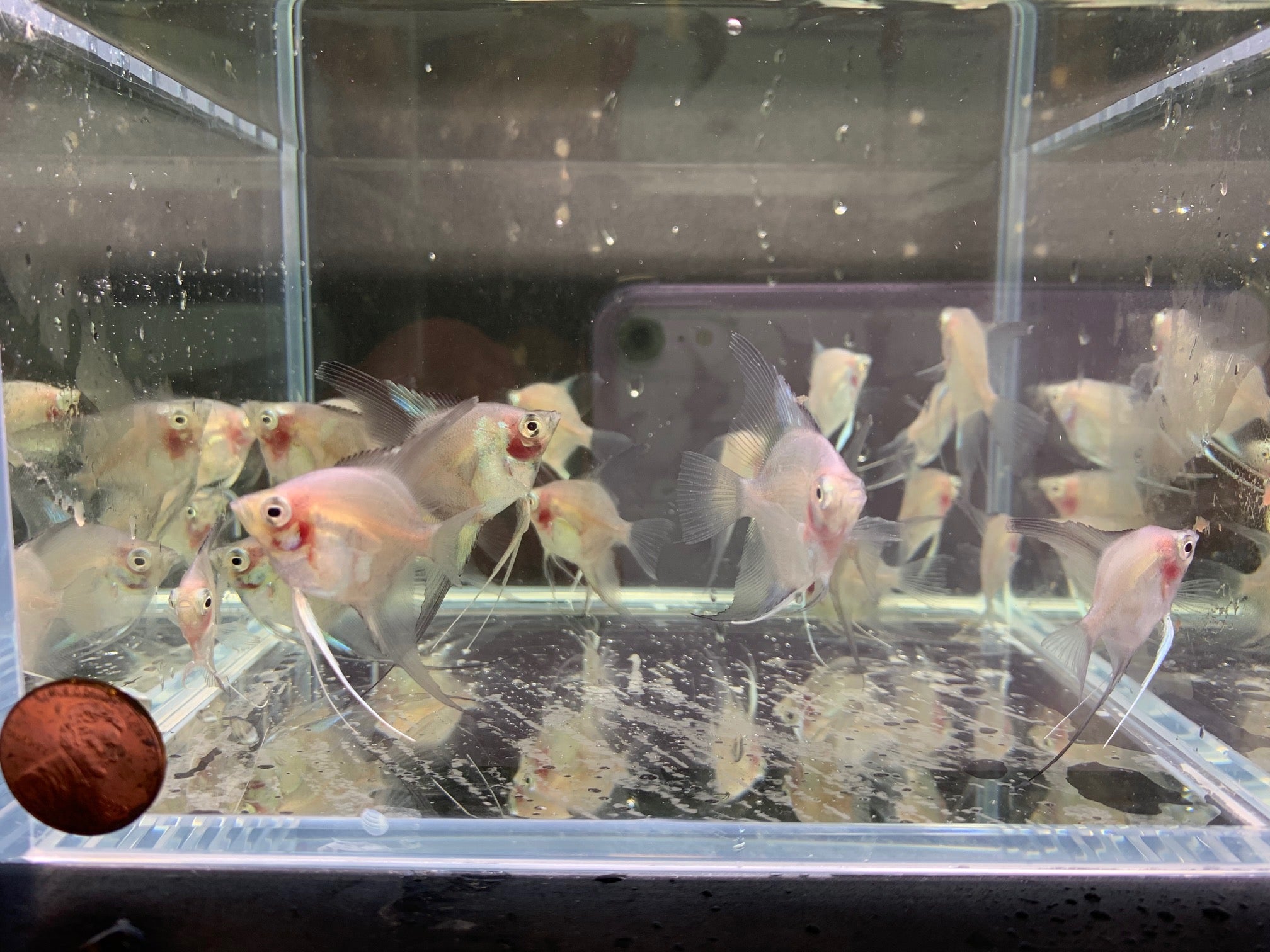 Green Giant Angelfish (SizeM) - Premium Freshwater Beauty