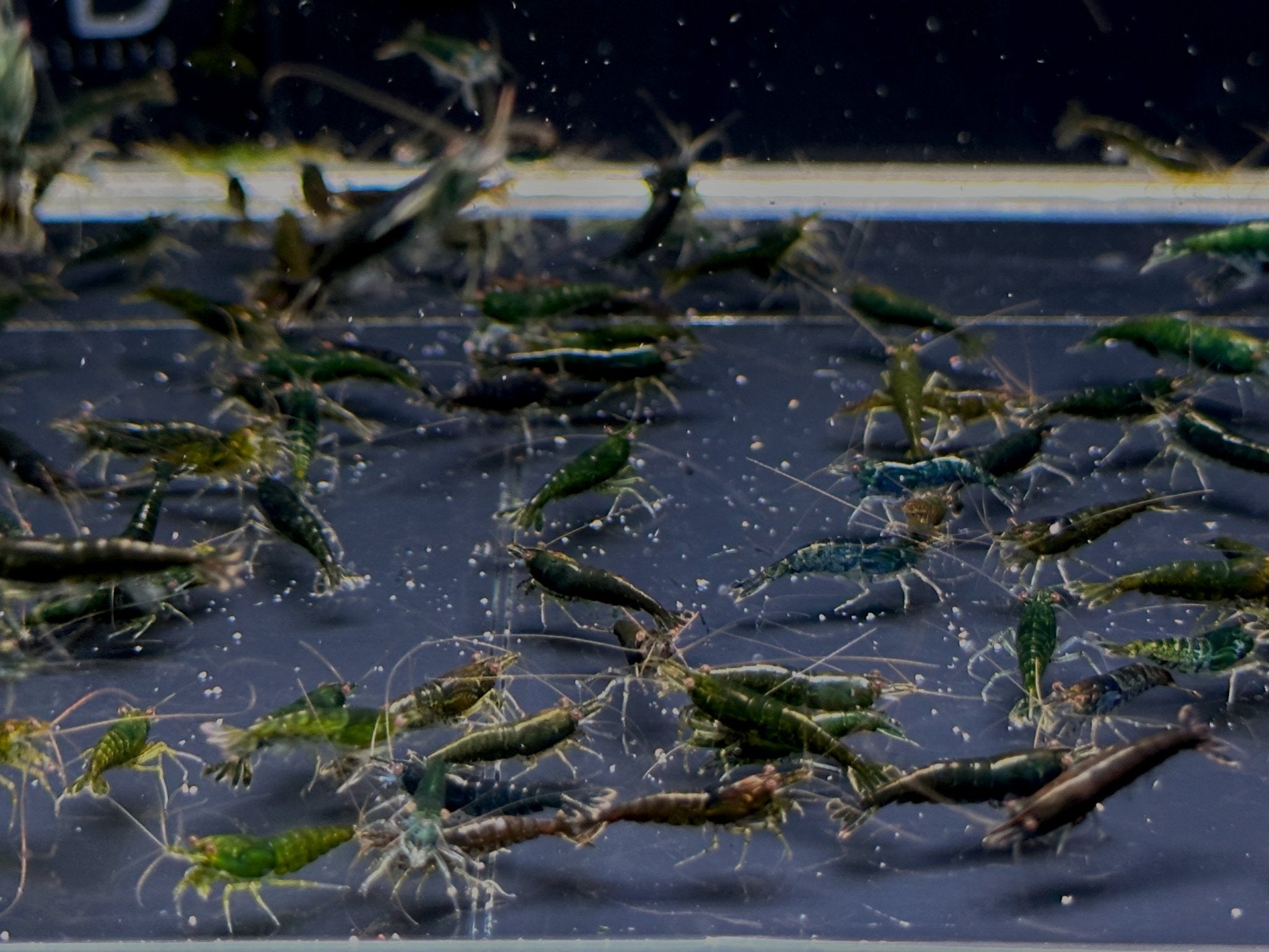 Green Jade Shrimp - Emerald Aquarium Delights