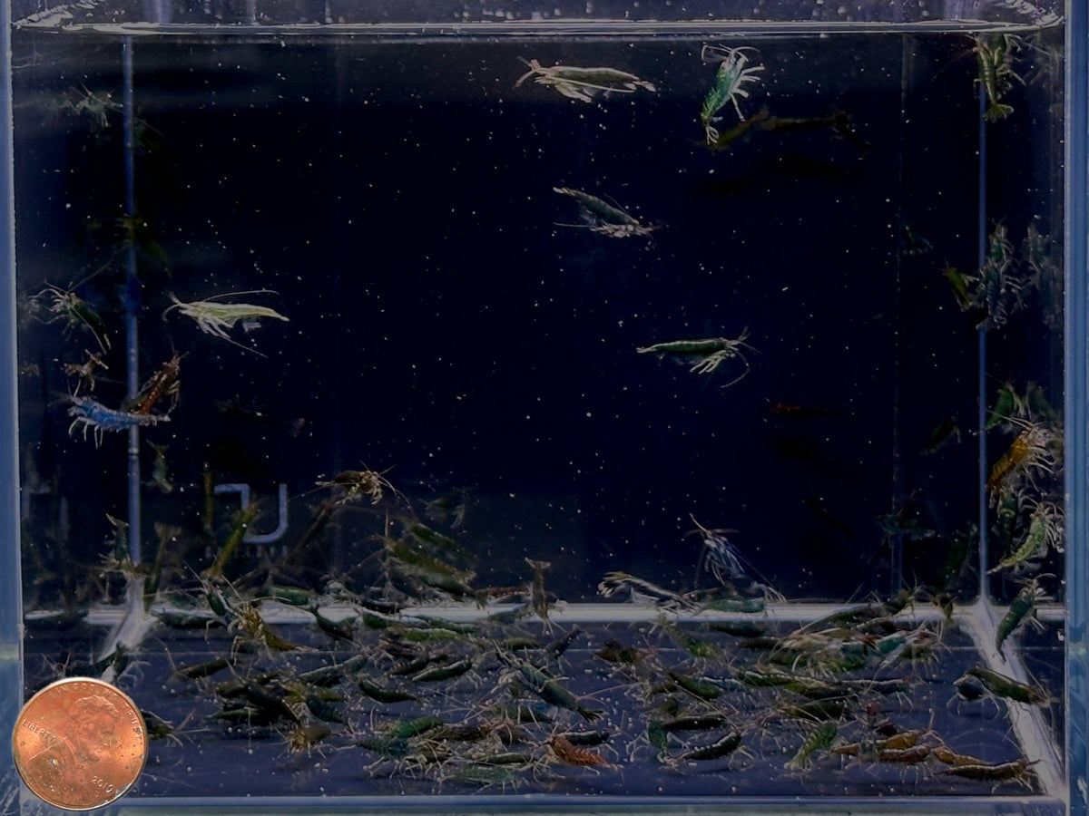 Green Jade Shrimp - Emerald Aquarium Delights – Aqua Huna