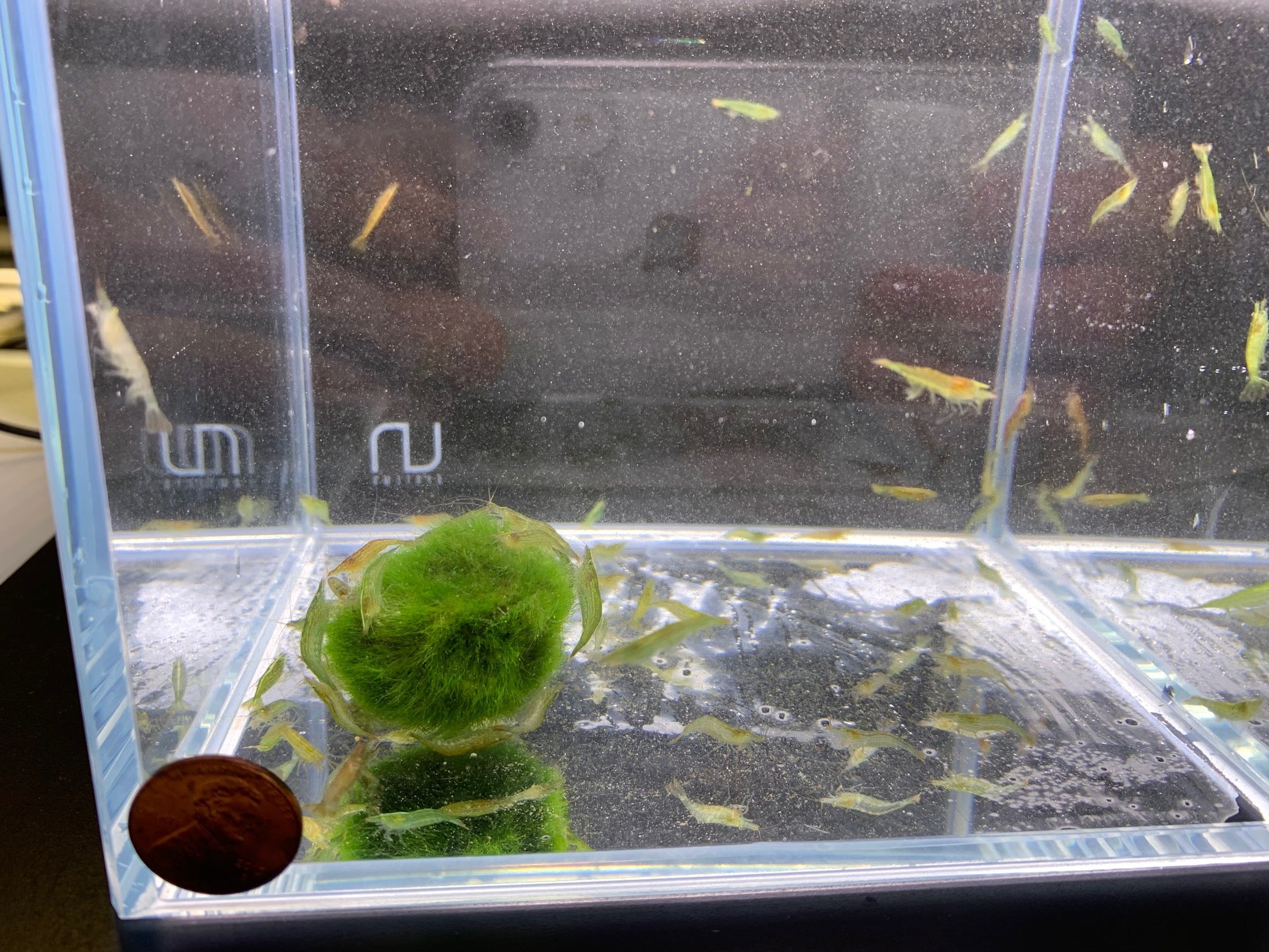 Green Neon Shrimp - Vibrant Freshwater Aquarium Cleaner