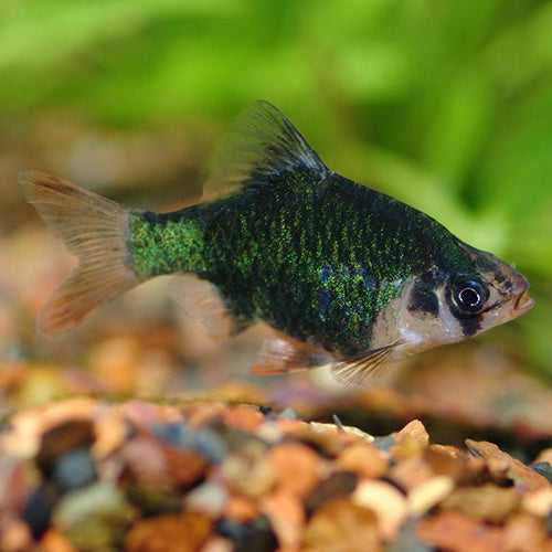 Green Tiger Barb - Colorful Freshwater Delight