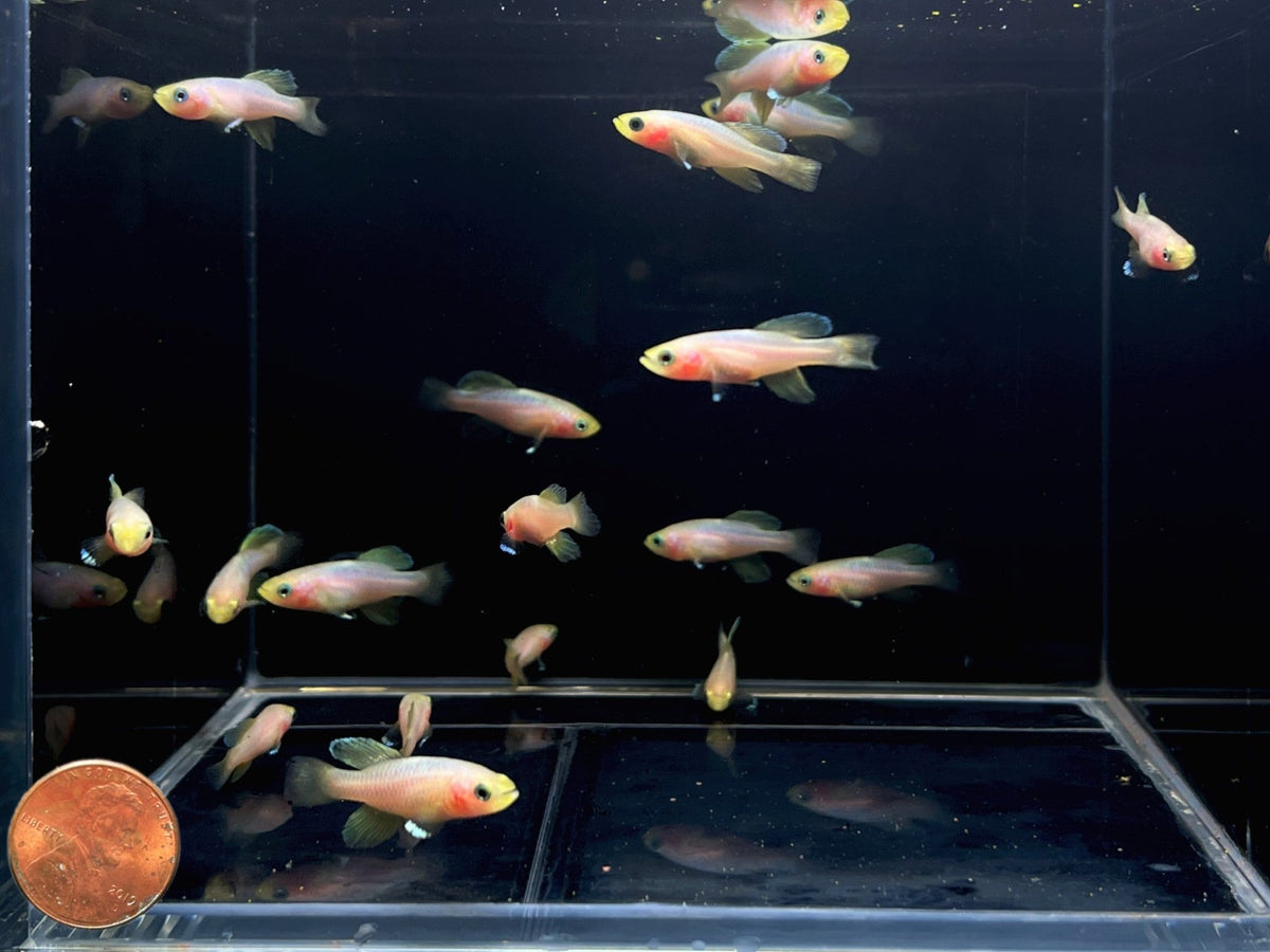 Guenther's Notho Gold Killi - Vibrant Killifish for Sale – Aqua Huna