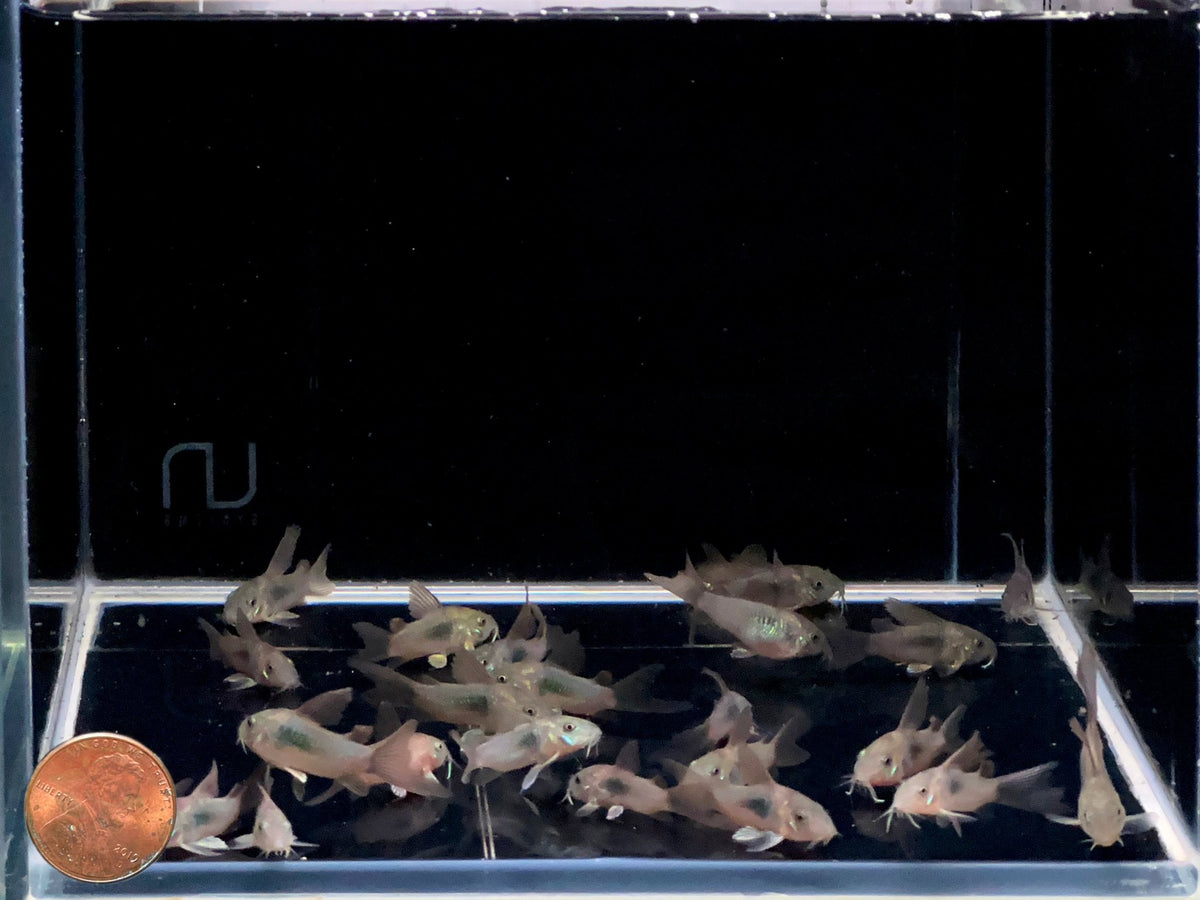 Hifin Aeneus Corydoras - Unique Catfish for Your Aquascape – Aqua Huna