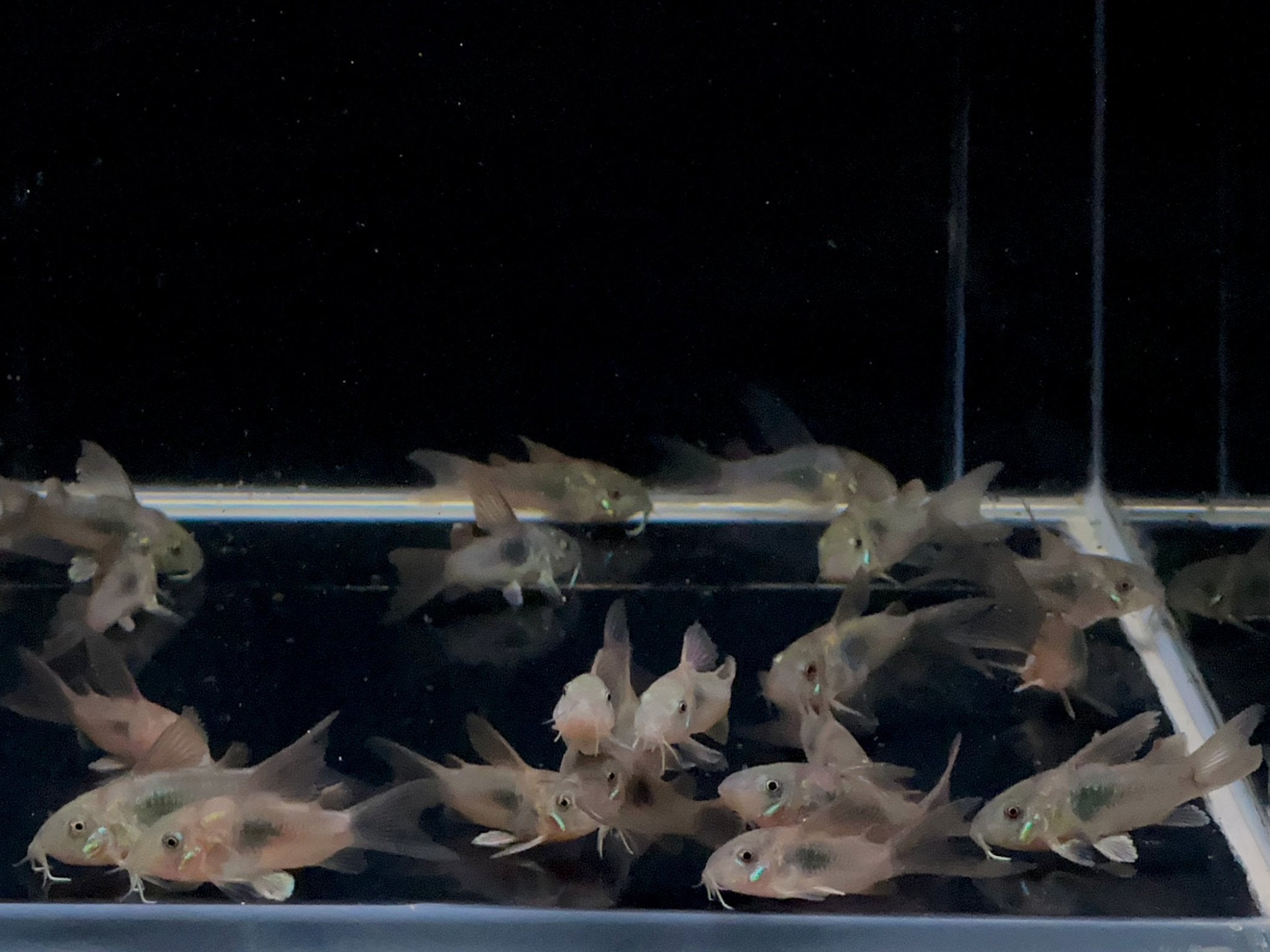 Hifin Aeneus Corydoras - Unique Catfish for Your Aquascape