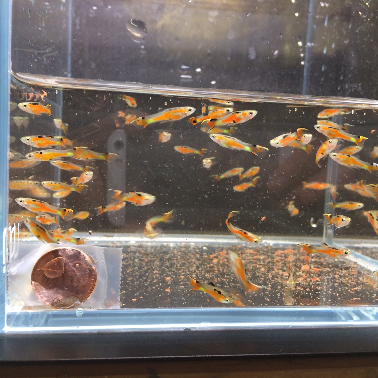 HiFin Red Endler - Striking Aquarium Beauty