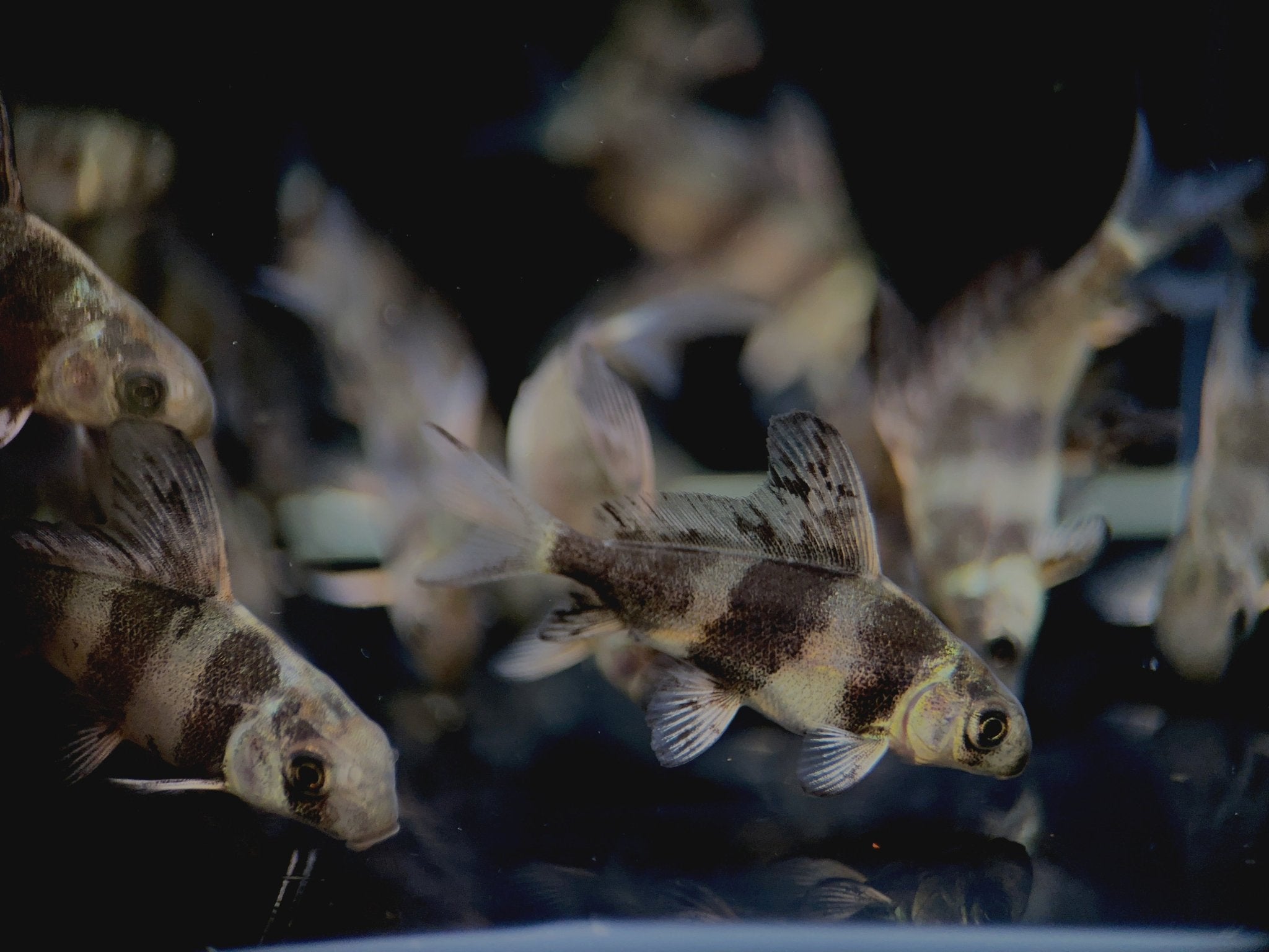 High Fin Banded Shark/Loach -Unique Freshwater Fish for Sale