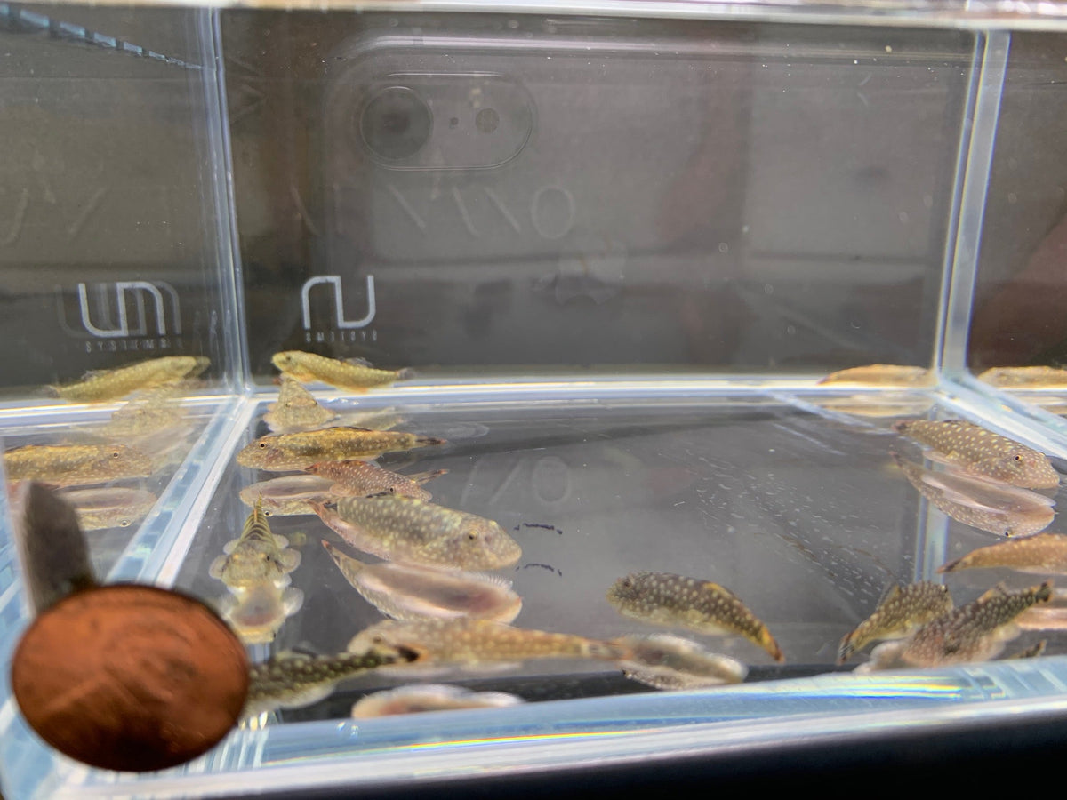 Hillstream Loach/Borneo Sucker - Efficient Algae Control – Aqua Huna