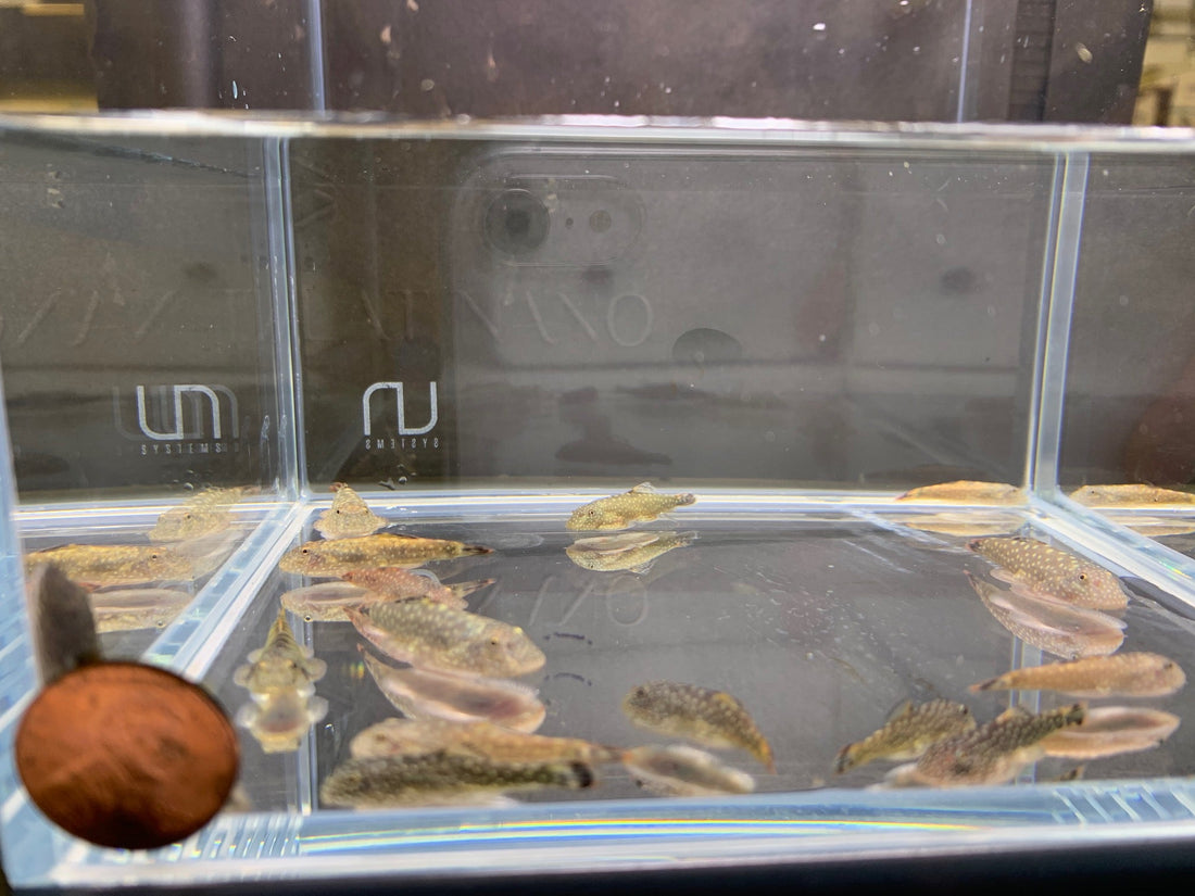 Hillstream Loach/Borneo Sucker - Efficient Algae Control