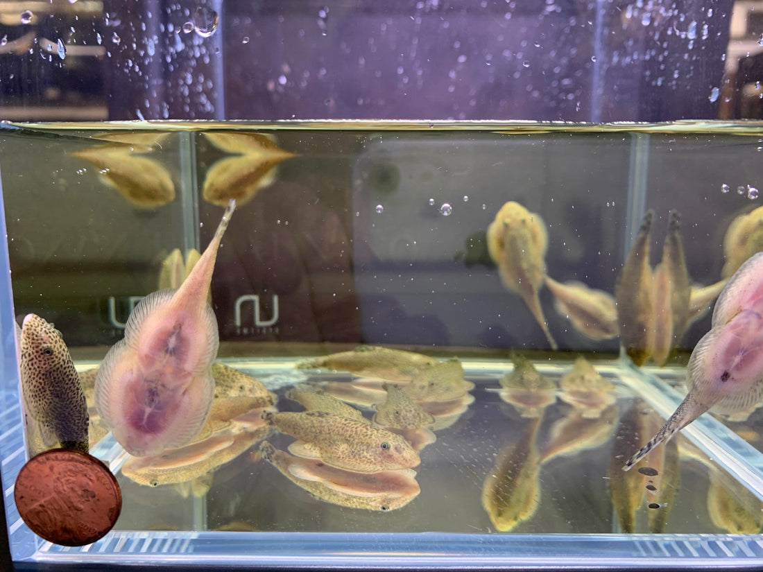 Hillstream Loach/Chinese Butterfly Pleco(Size M)-Algae Eater