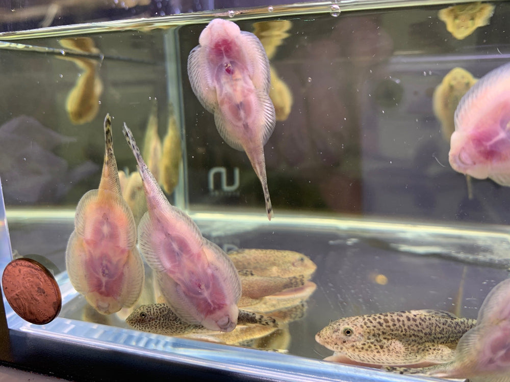 Hillstream Loach/Chinese Butterfly Pleco(Size M)-Algae Eater