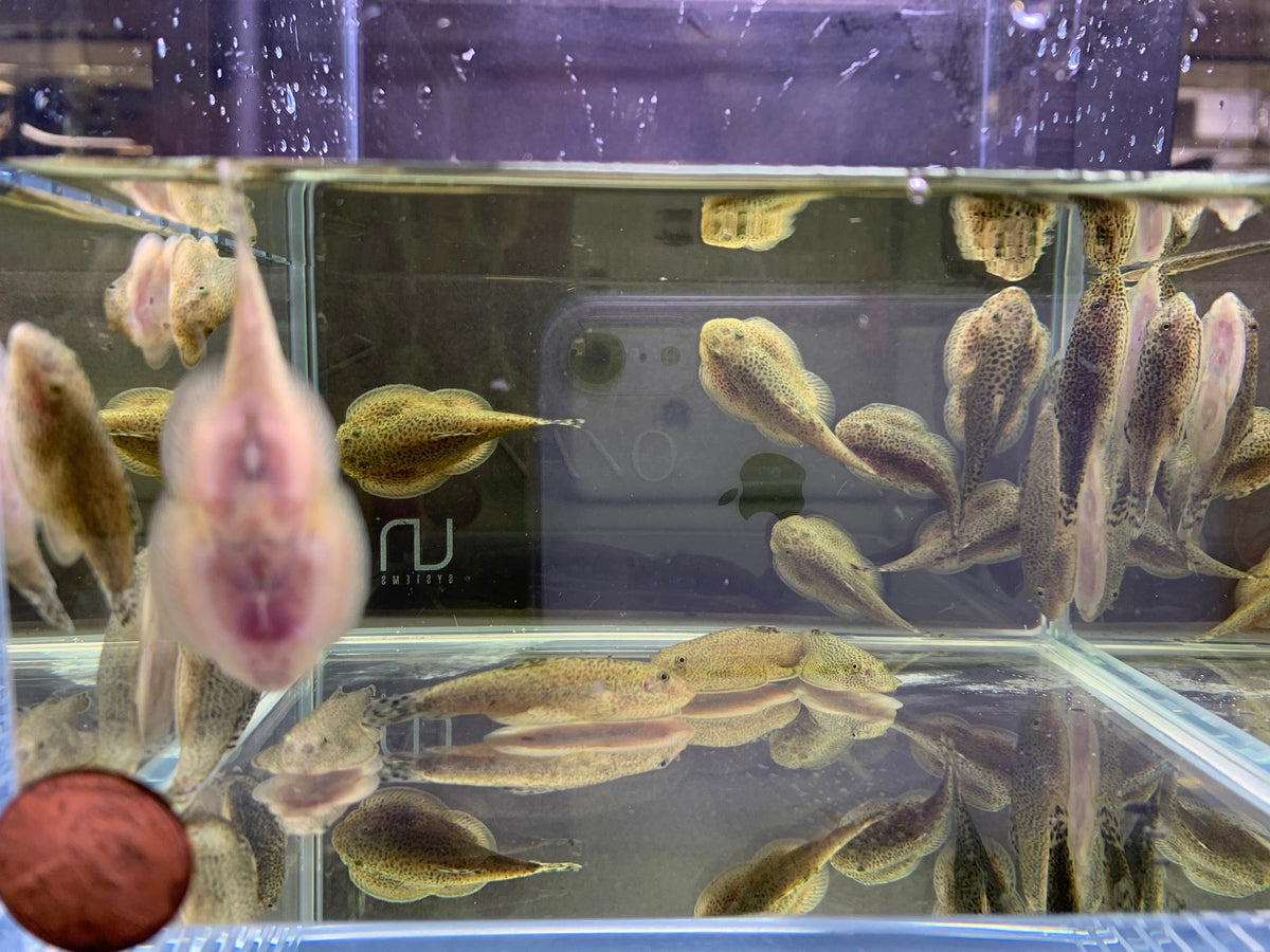 Hillstream Loach/Chinese Butterfly Pleco(Size M)-Algae Eater