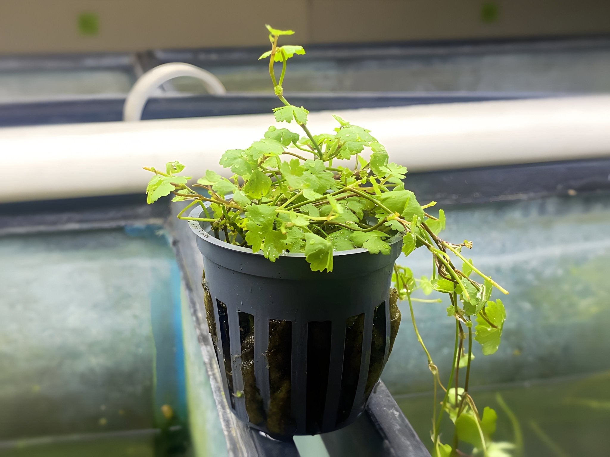 Hydrocotyle Sp. Japan - Vibrant Aquatic Plant for Aquascapes