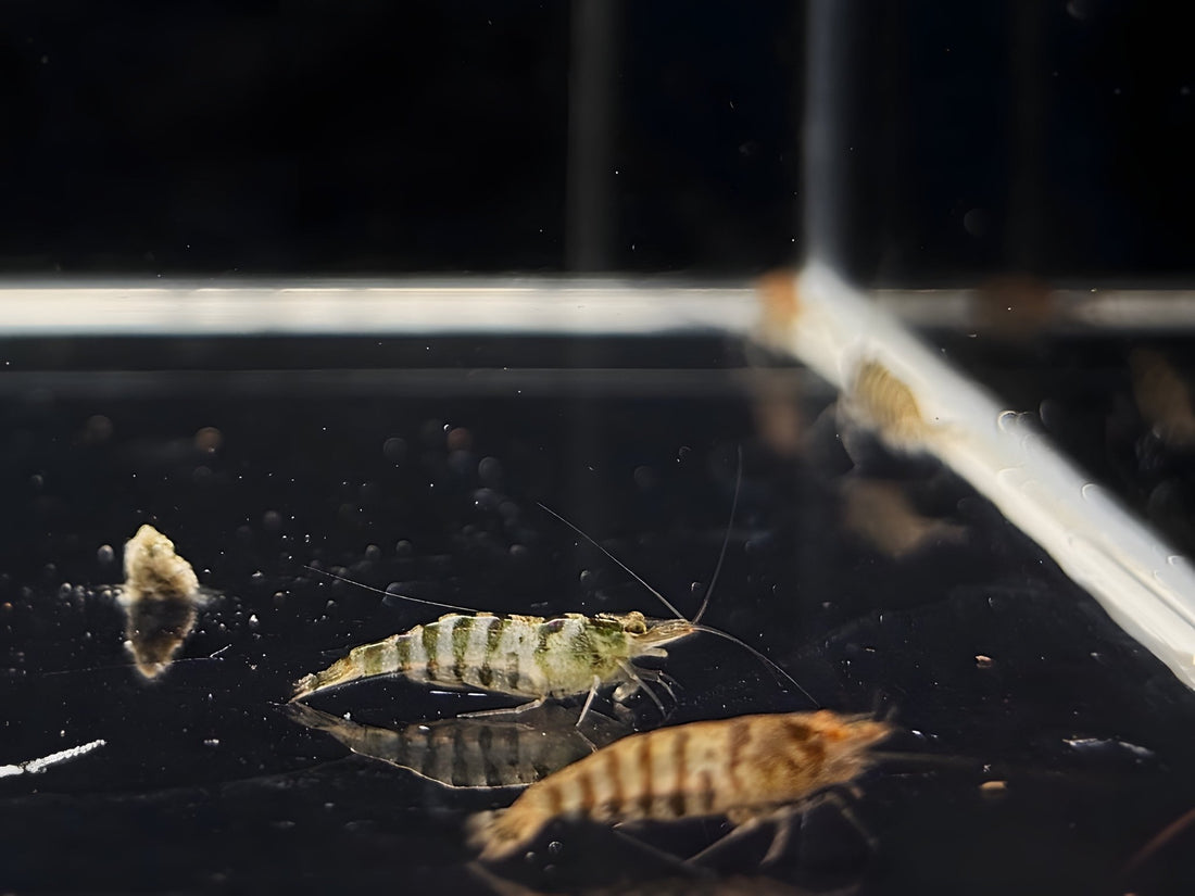 Indian Zebra Shrimp - Freshwater Aquarium Shrimp for Sale