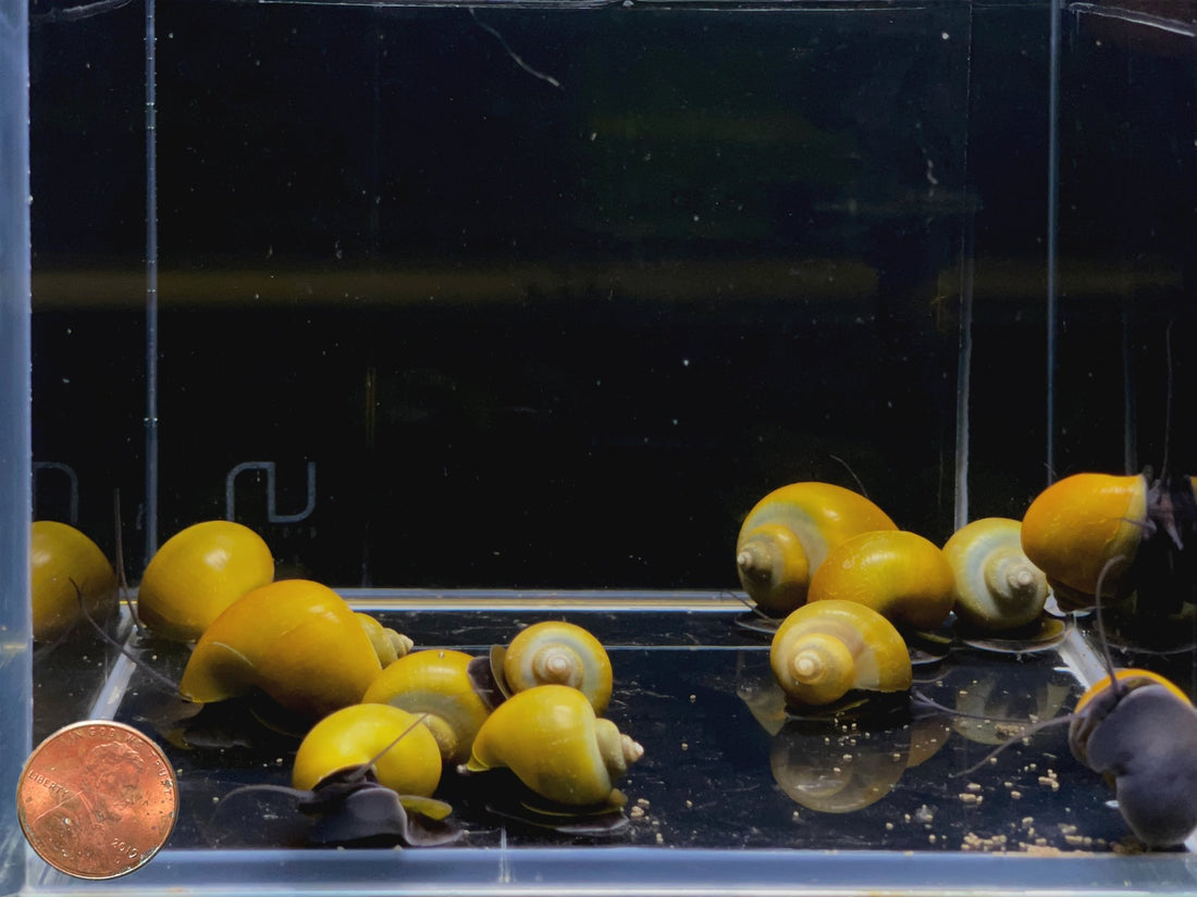 Jade Mystery Snail - Unique Aquatic Invertebrate for Sale