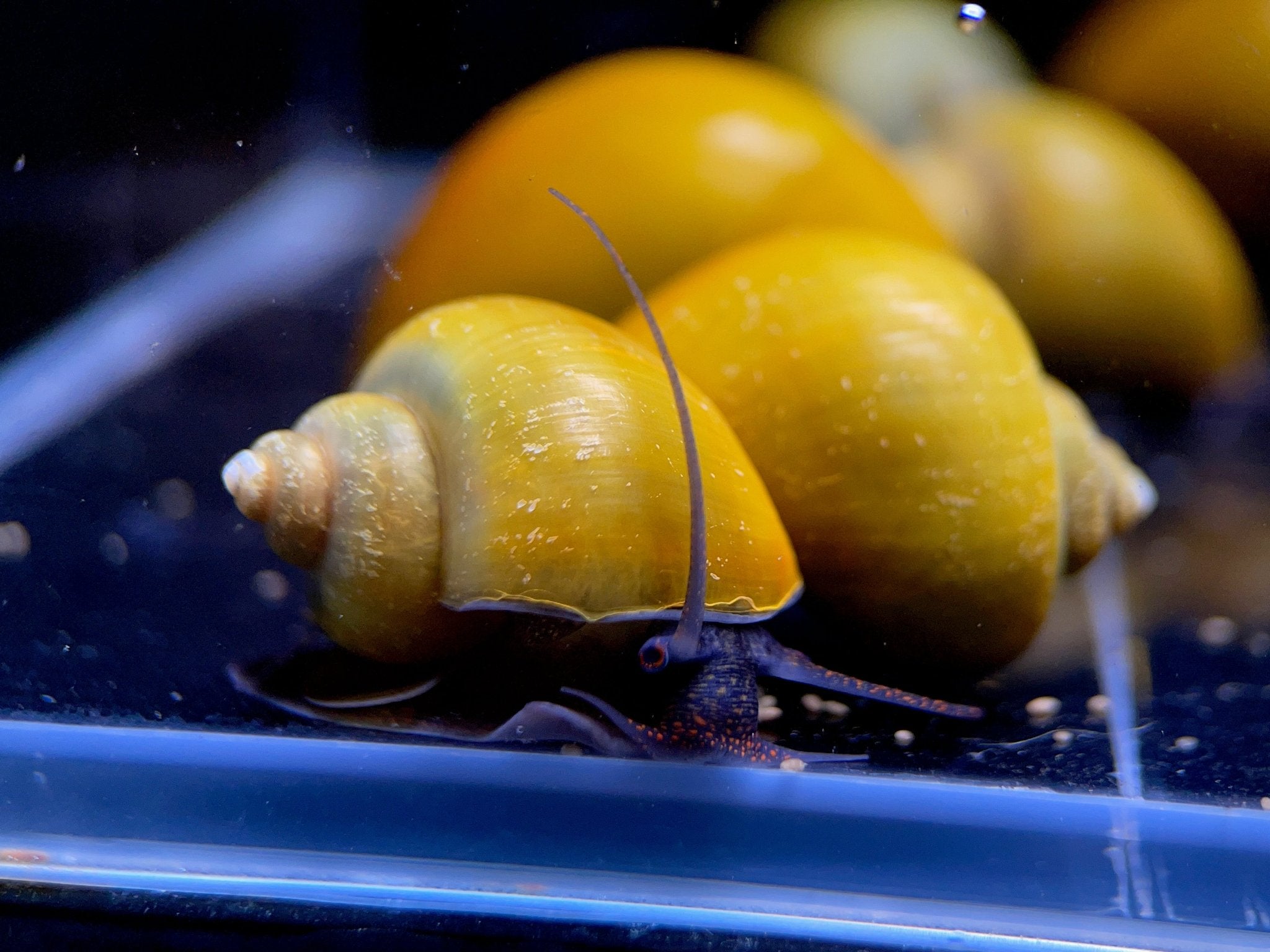 Jade Mystery Snail - Unique Aquatic Invertebrate for Sale