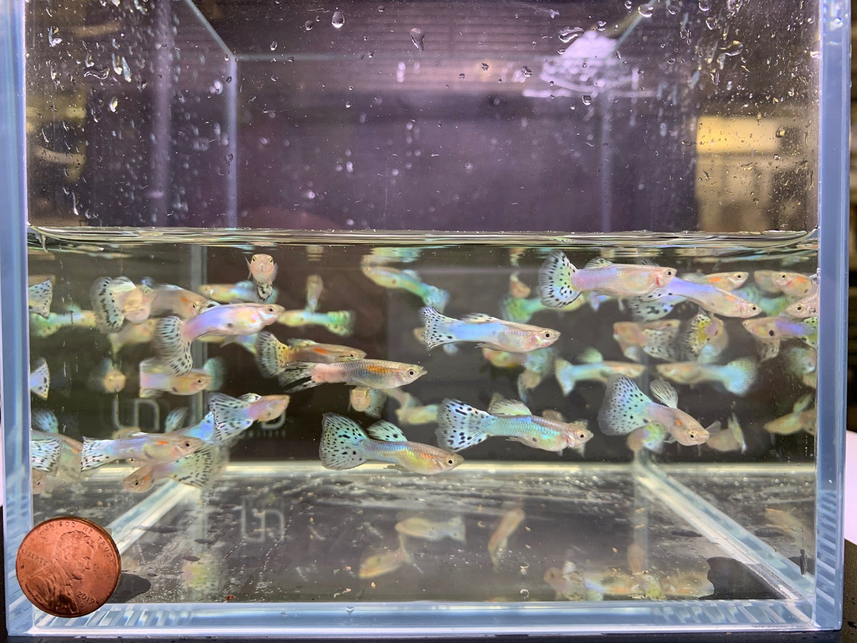 Japanese Blue Tail Guppy (Male) - Exotic Aquarium Beauty – Aqua Huna