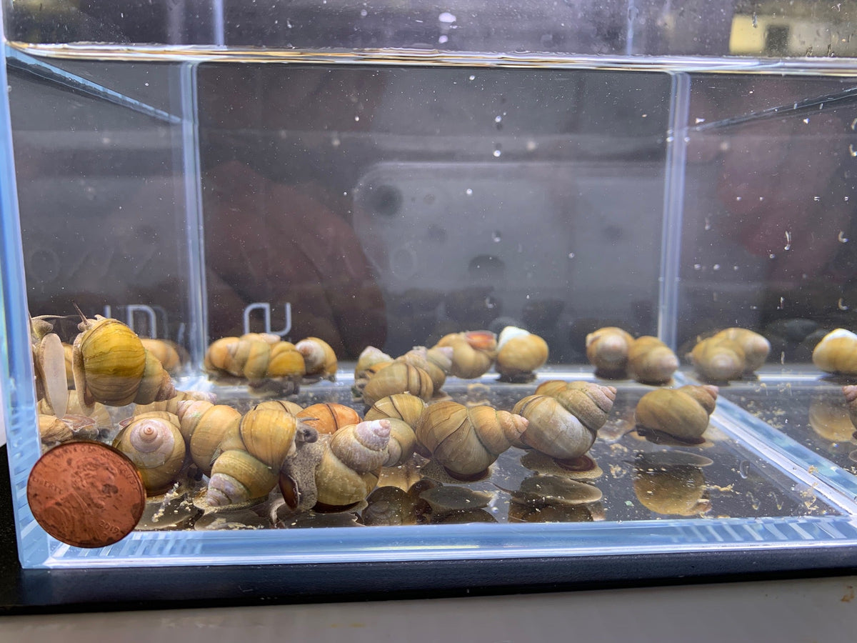 Japanese Trapdoor Snail - Tranquil Tank Cleaner – Aqua Huna