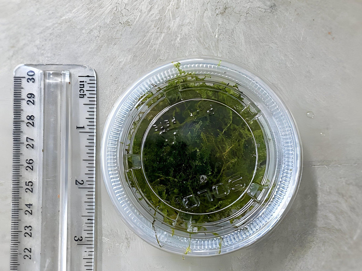 Java Moss - Hardy Aquarium Foliage – Aqua Huna