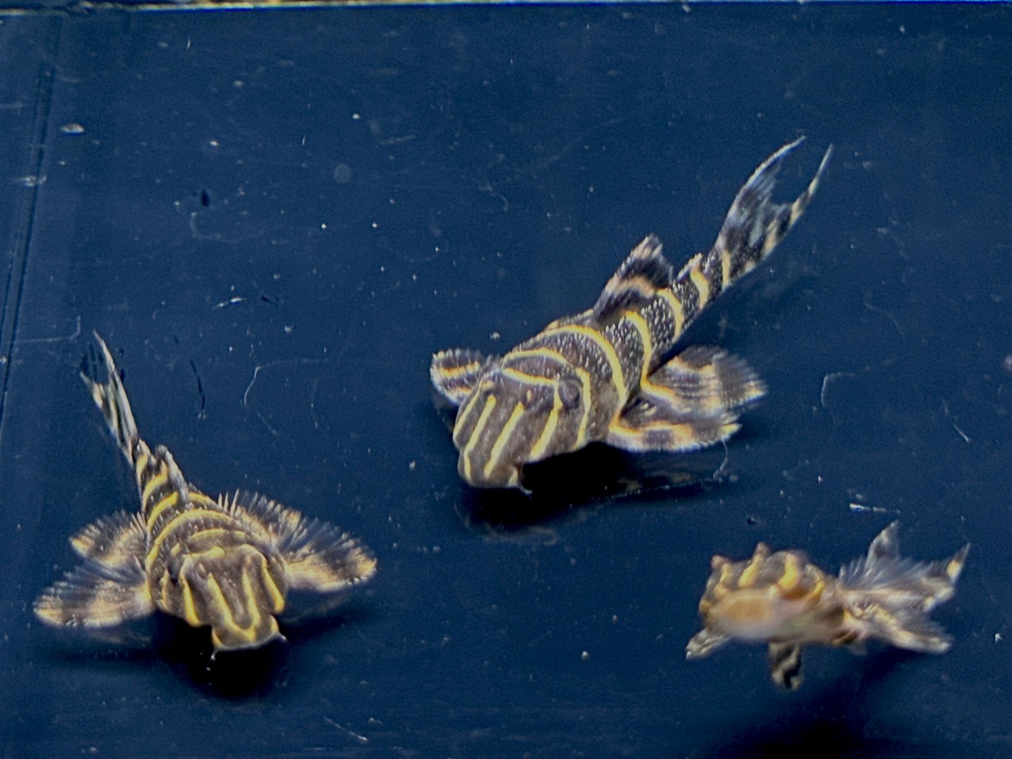 Flash Pleco (1.0-1.5") - Dazzling Tank Beauty