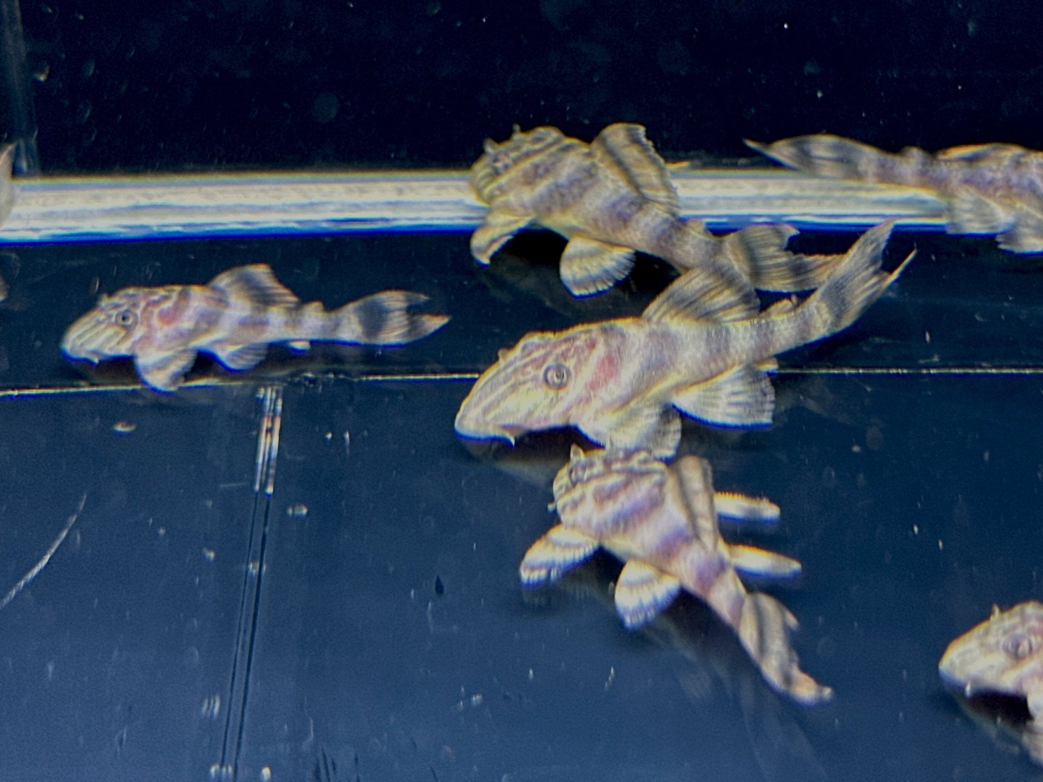 Tankei Pleco (1.0-1.5") - Sleek Tankmate