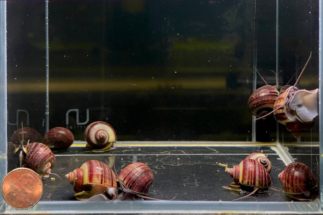 Lavender Mystery Snail -Unique Colorful Aquatic Invertebrate