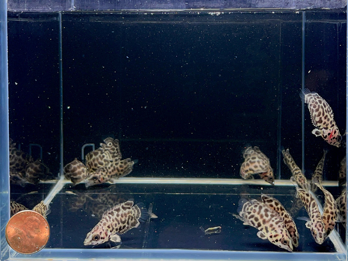 Leopard Ctenopoma - Unique Exotic Spotted Fish for Your Tank