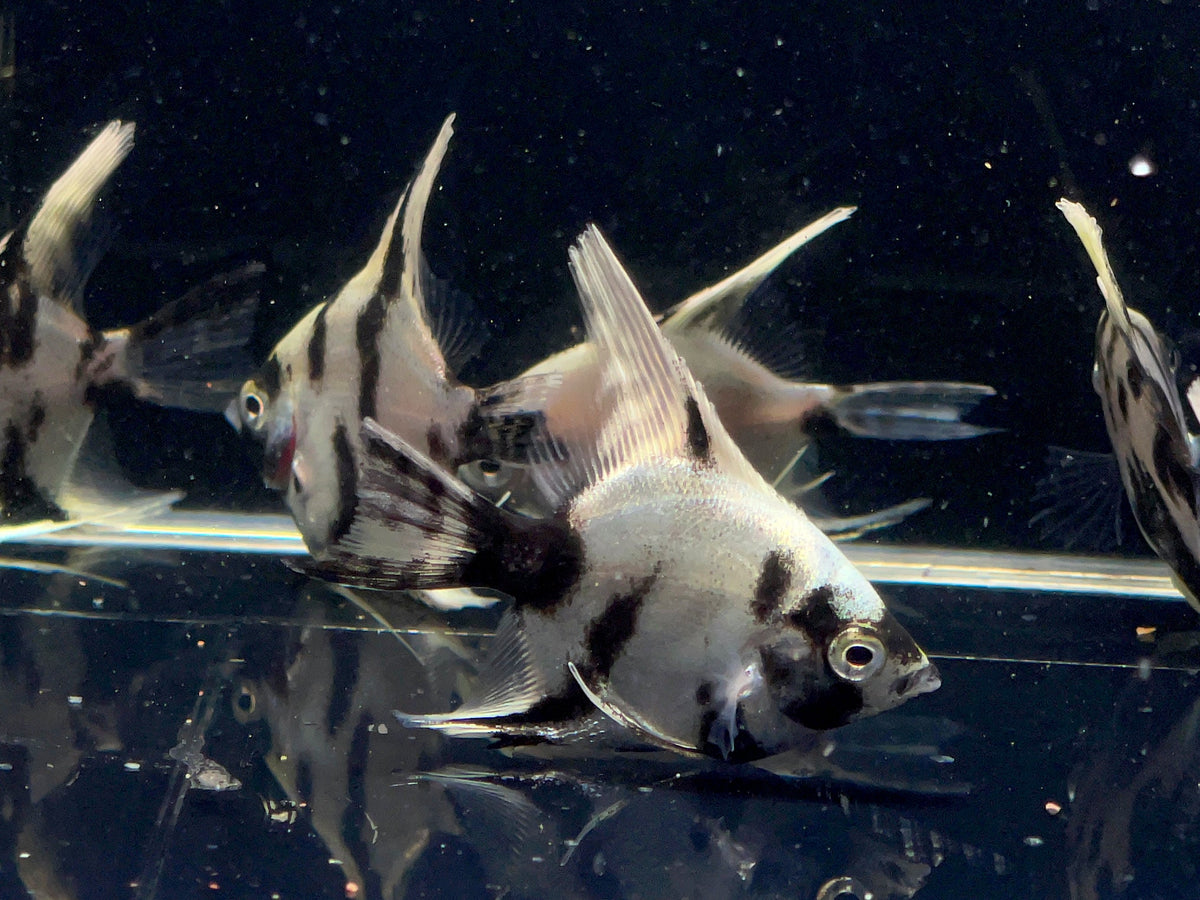 Light Marble Angelfish - Illuminating Your Tank – Aqua Huna