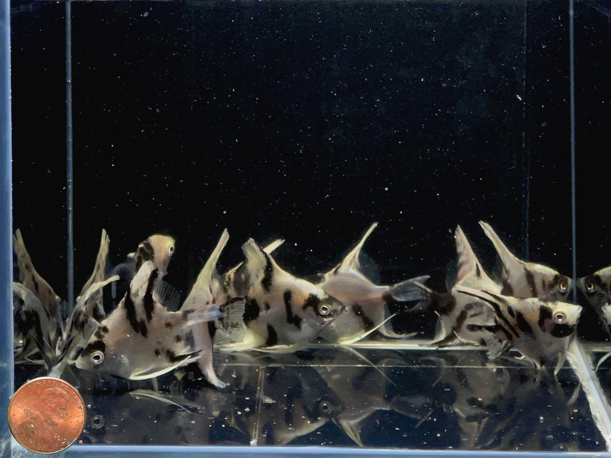 Light Marble Angelfish - Illuminating Your Tank – Aqua Huna