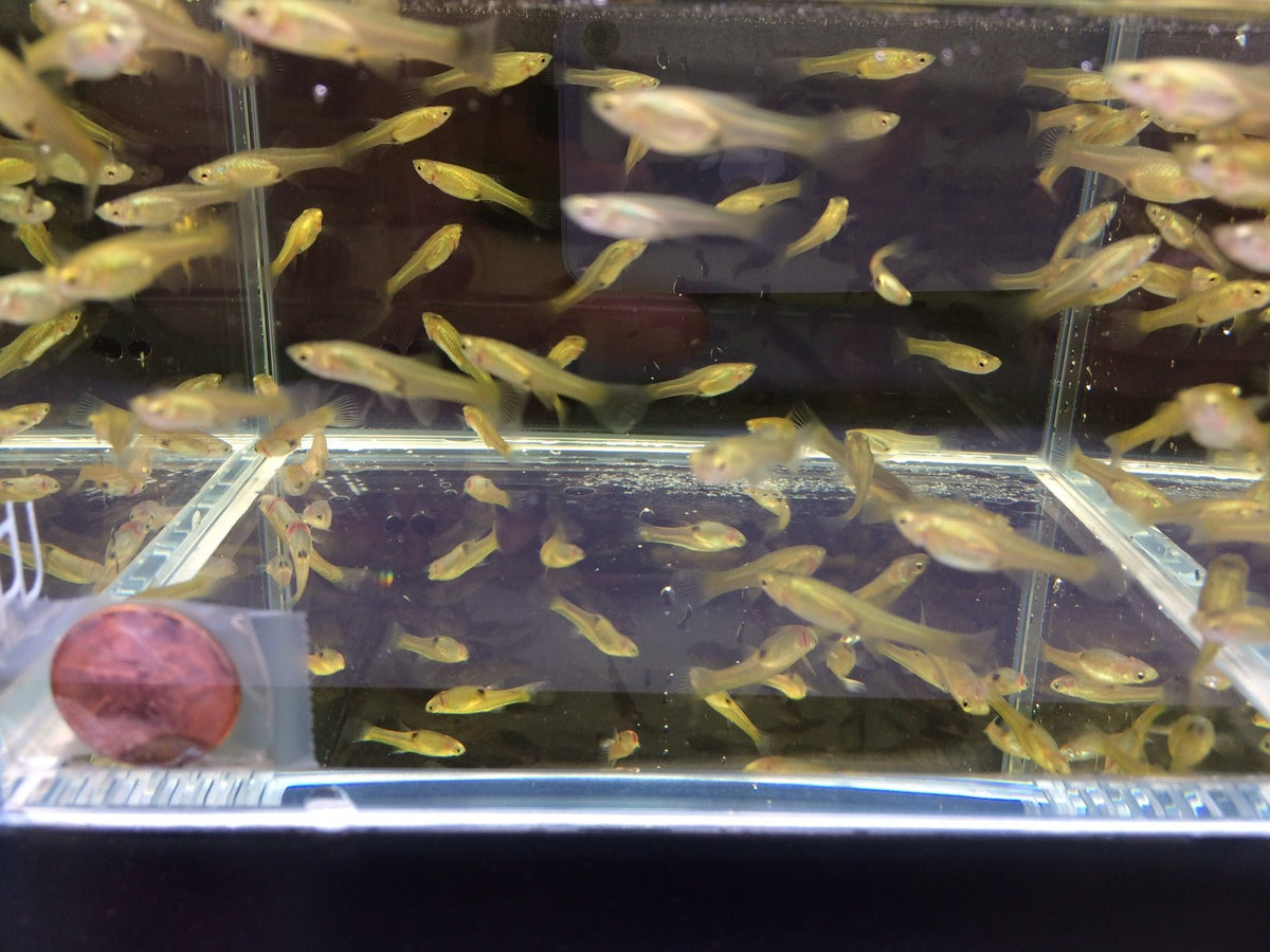 Lime Green Endler pair - Vibrant Aquarium Beauties – Aqua Huna