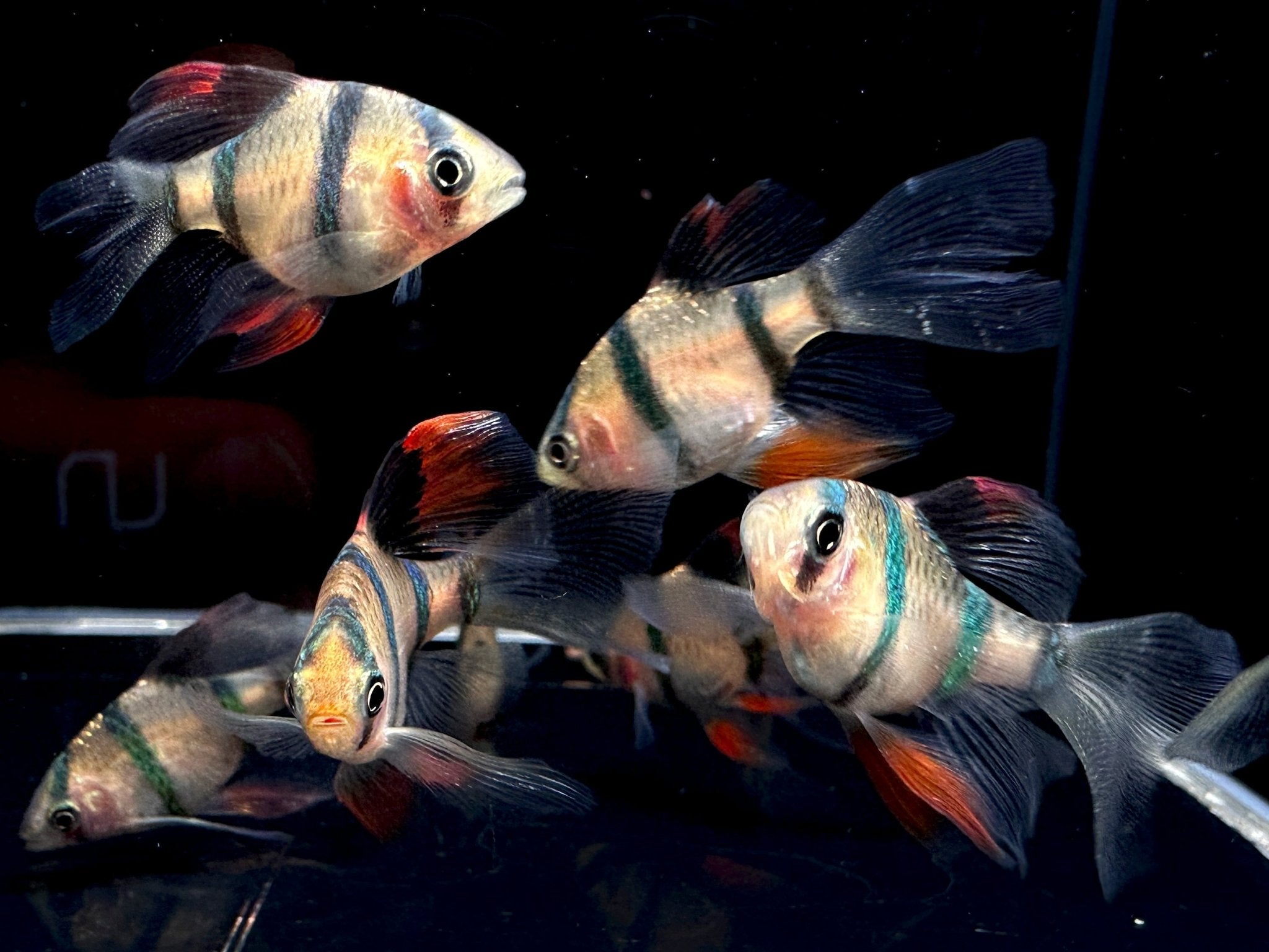 Longfin Tiger Barb - Vibrant Freshwater Schooling Fish