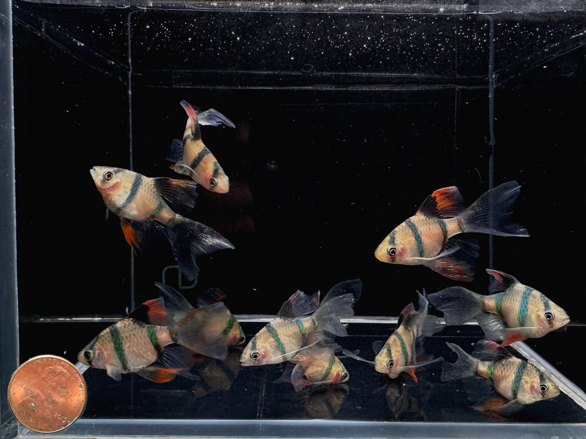 Longfin Tiger Barb - Vibrant Freshwater Schooling Fish