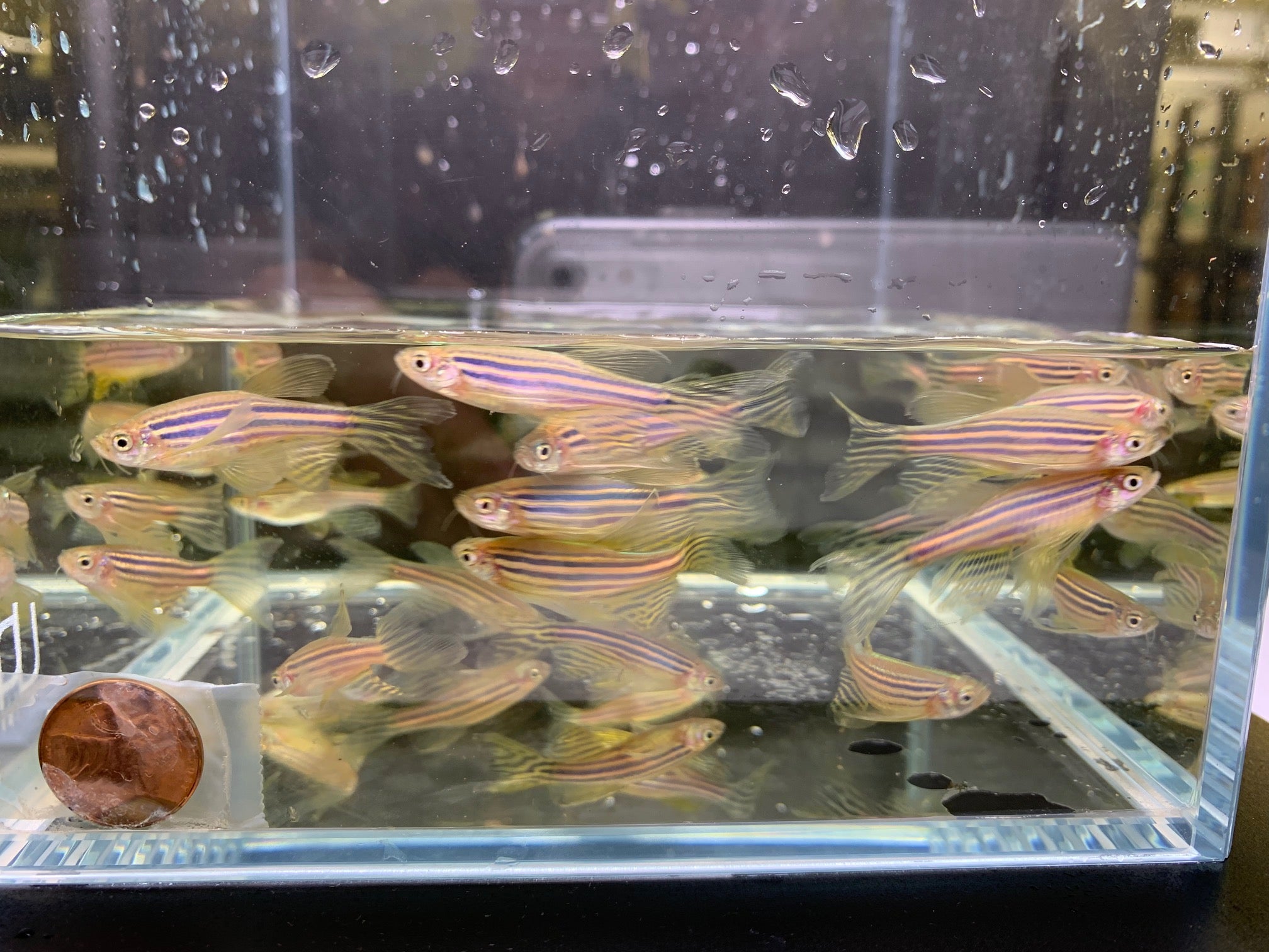 Longfin Zebra Danio - Graceful Striped Beauty for Your Tank