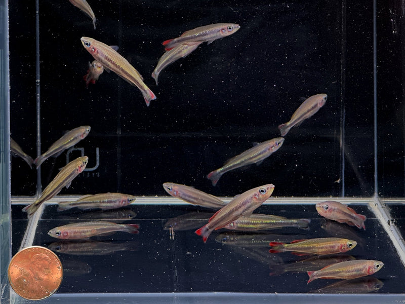 Madagascar Rainbow Fish - Exotic Beauty for Your Aquarium