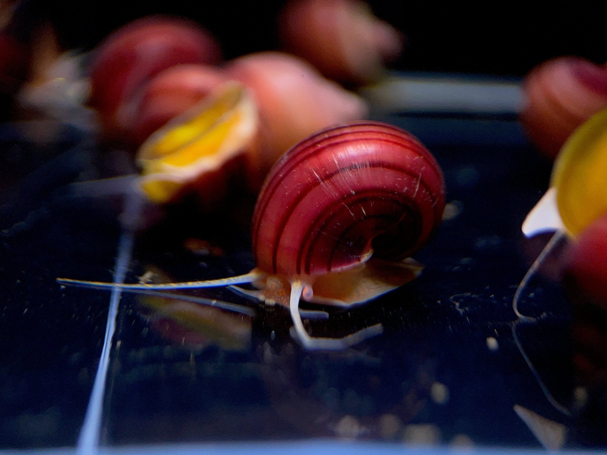 Magenta Mystery Snail - Unique Colorful Aquatic Invertebrate