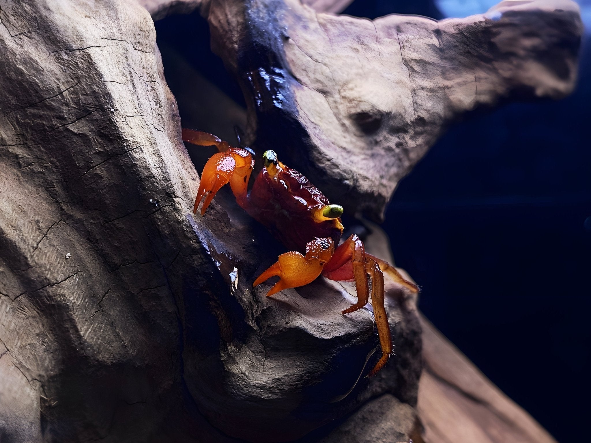 Mandarin Crab - Colorful Freshwater Aquarium Crab