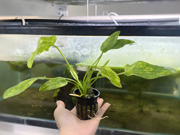 Marble Queen Sword (Potted Plant) - Stunning Aquatic Foliage – Aqua Huna