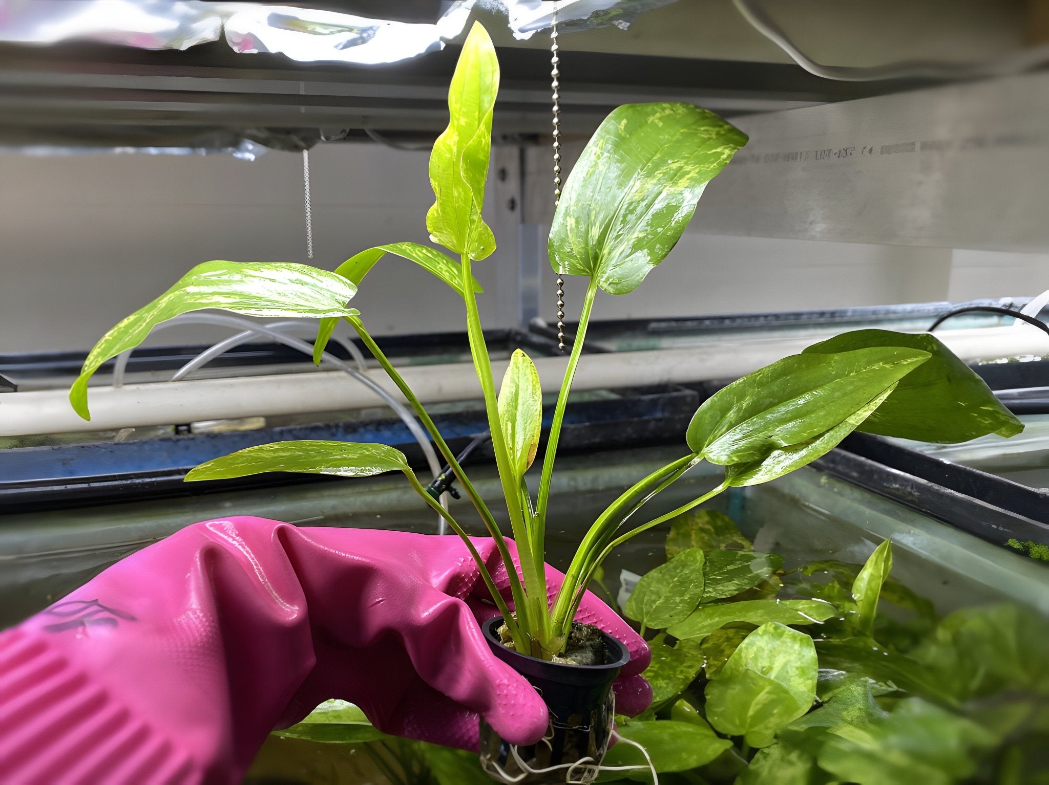 Marble Queen Sword (Potted Plant) - Stunning Aquatic Foliage