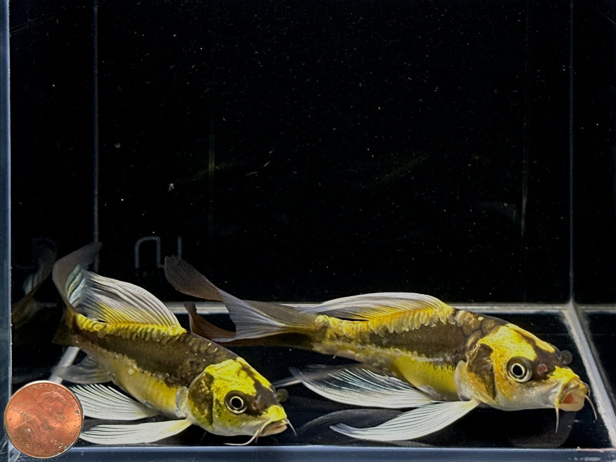 Mayan Butterfly Koi (4"-5") - Exotic Pond Fish – Aqua Huna